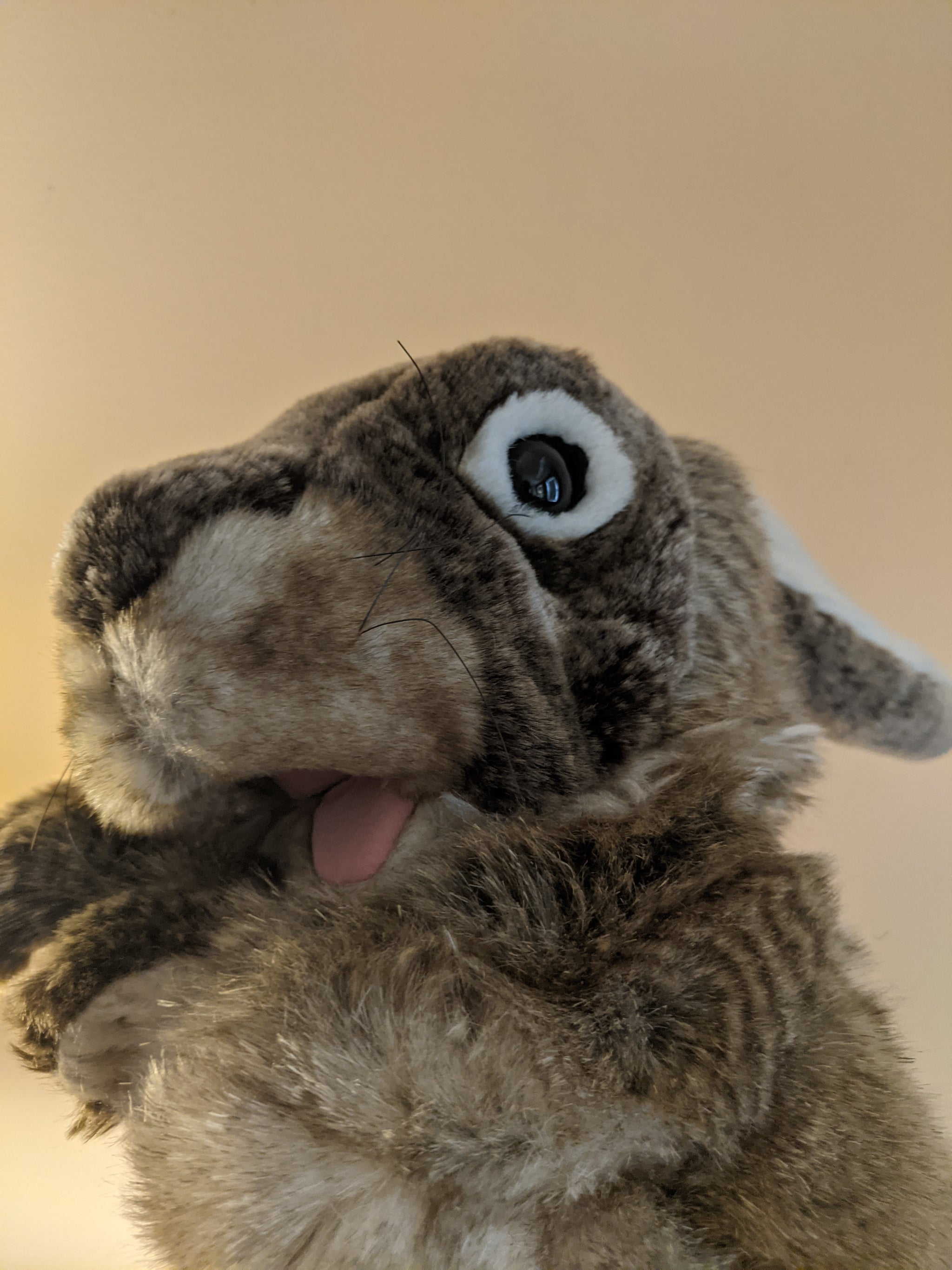 Rabbit Stage Puppet, Folkmanis Puppets – BOB CURRY MAGIC